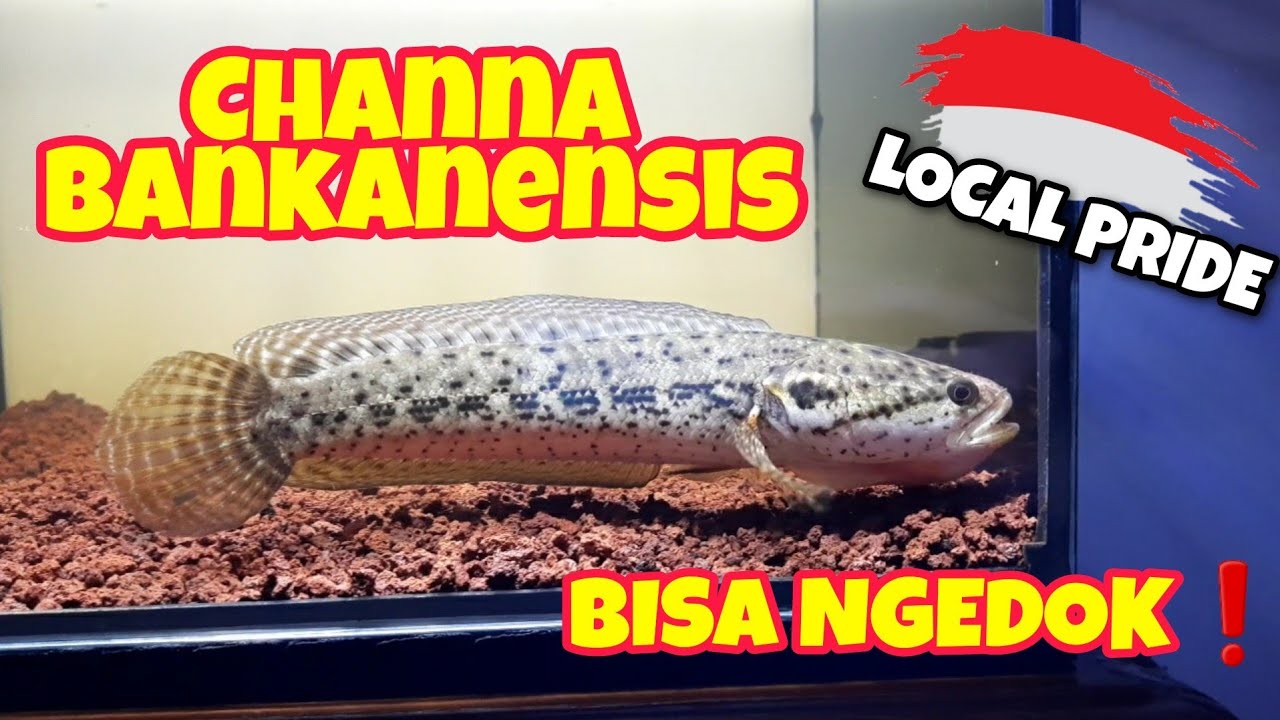 Channa Bankanensis | Local Pride | Channa Asli Indonesia | Channa ...