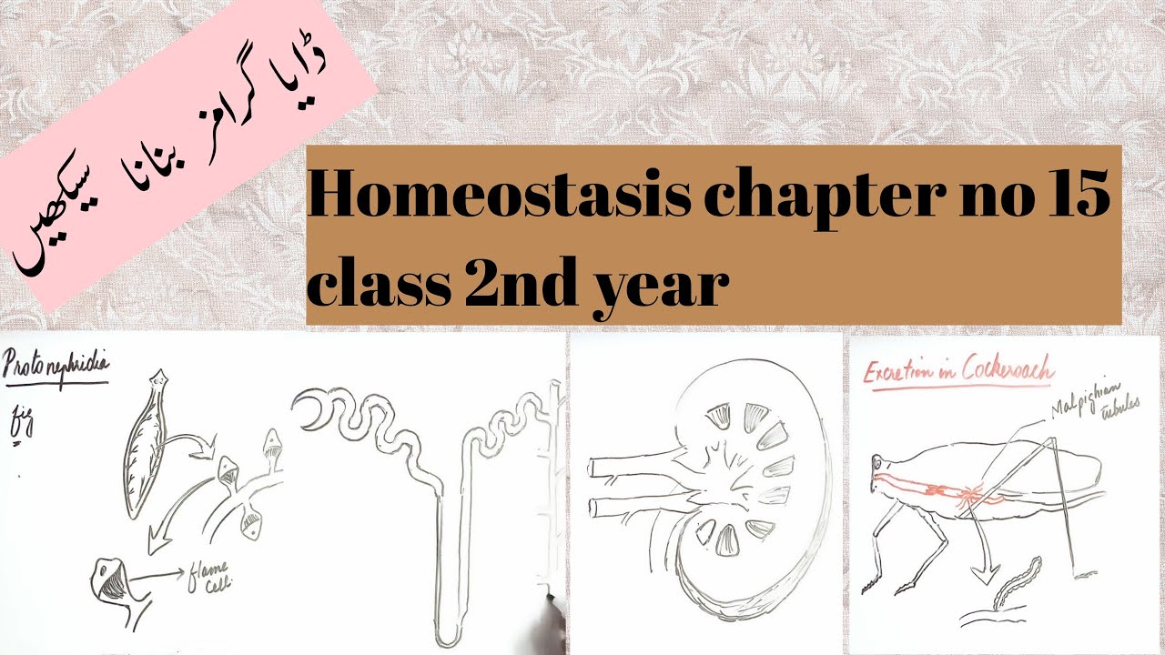 how to draw diagrammes of protonephridia metanephridia malpighian ...