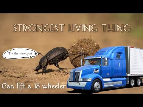 Strongest Living Thing on Earth || The Dung Beetle. - YouTube