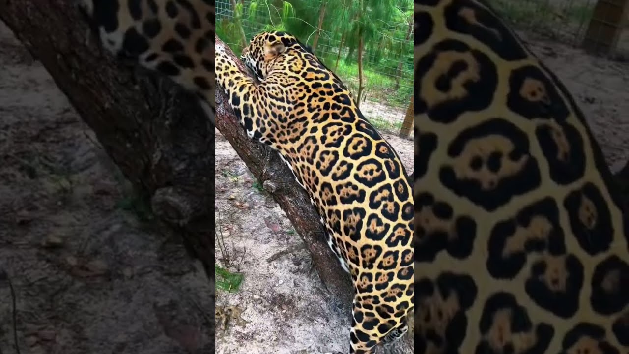 Jaguar Sharpens Claws! AWESOME - YouTube