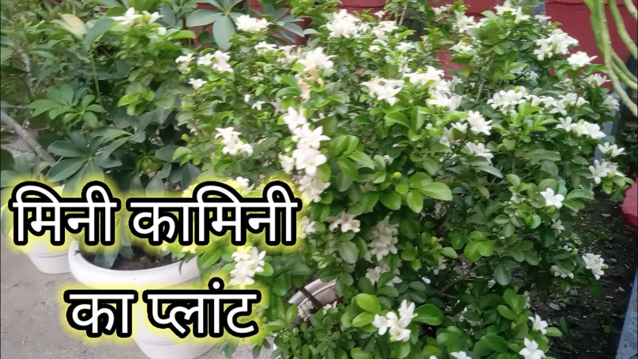 How to grow mini Kamini plant#orangejasminflower - YouTube