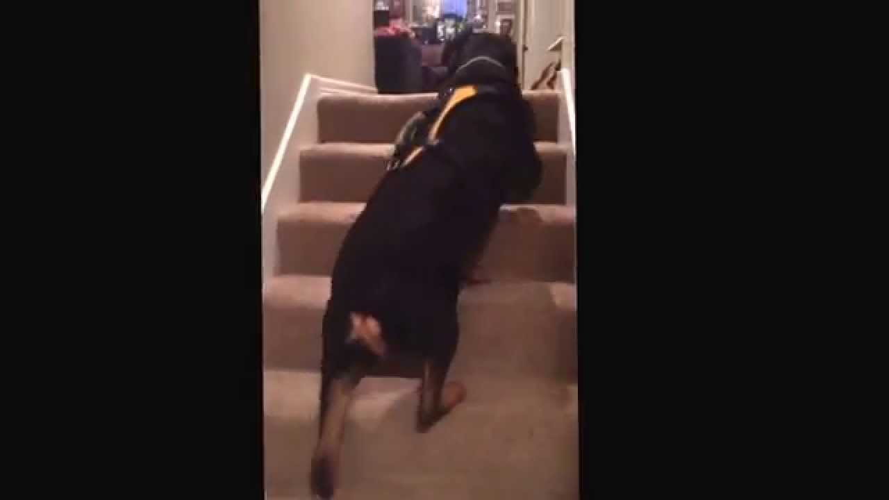 LEO - The Six-Million Dollar Dog: Ascending the Stairs - YouTube