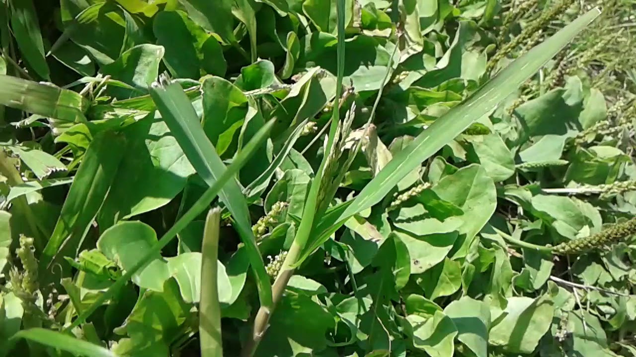 LPS Survival Guide 2 - YouTube