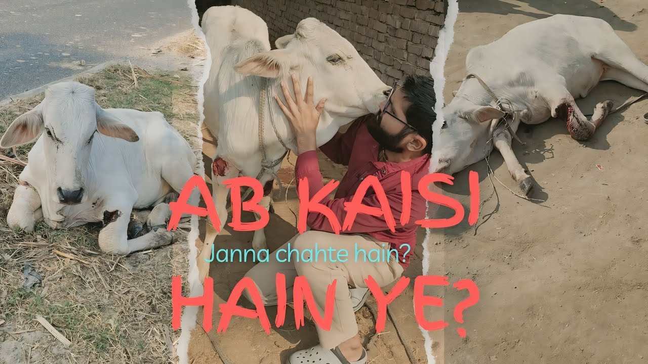 choti gaumata ka upchaar ab theek hain bhot pyari hain choti si gaumata ...
