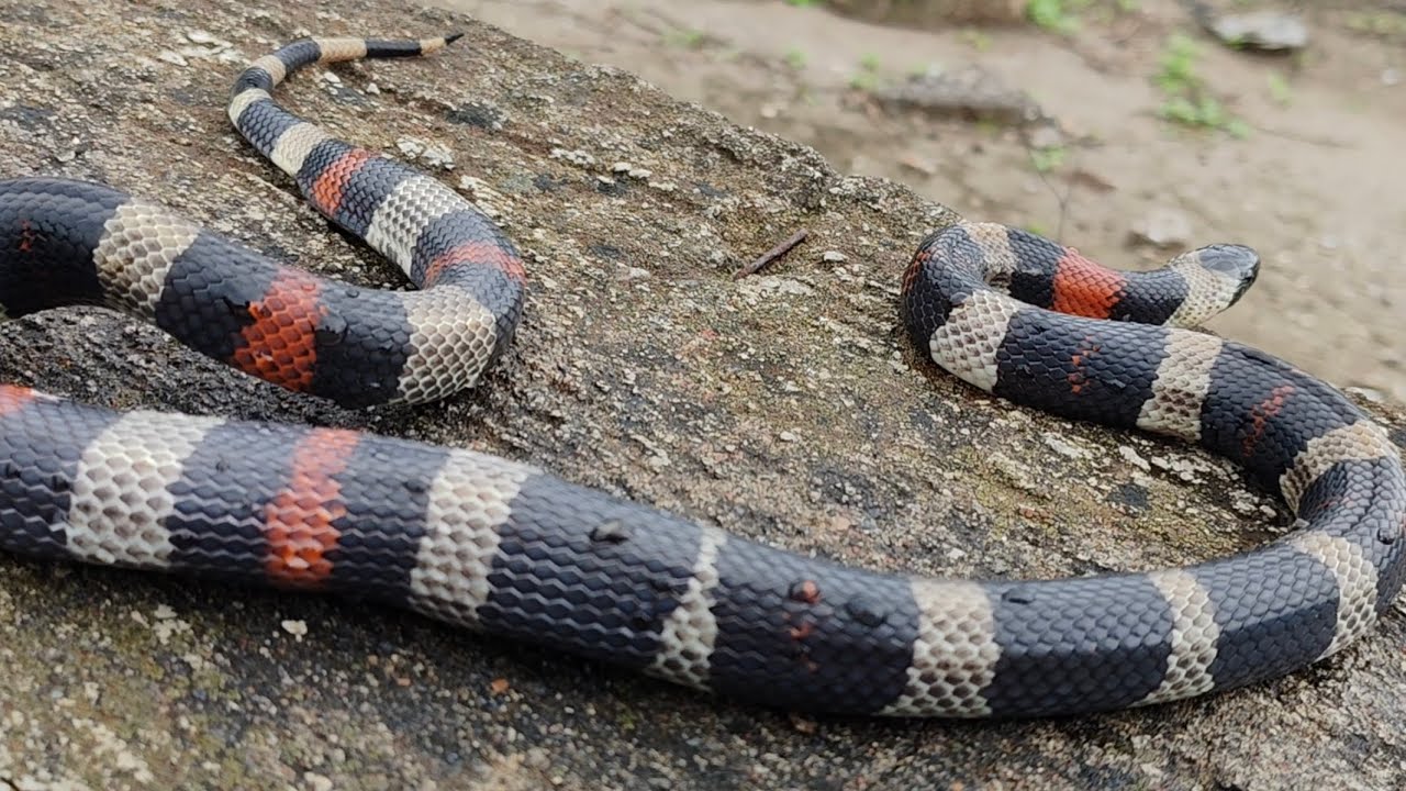 Rescato una culebra falsa coralillo y otros animales de un tanque de ...