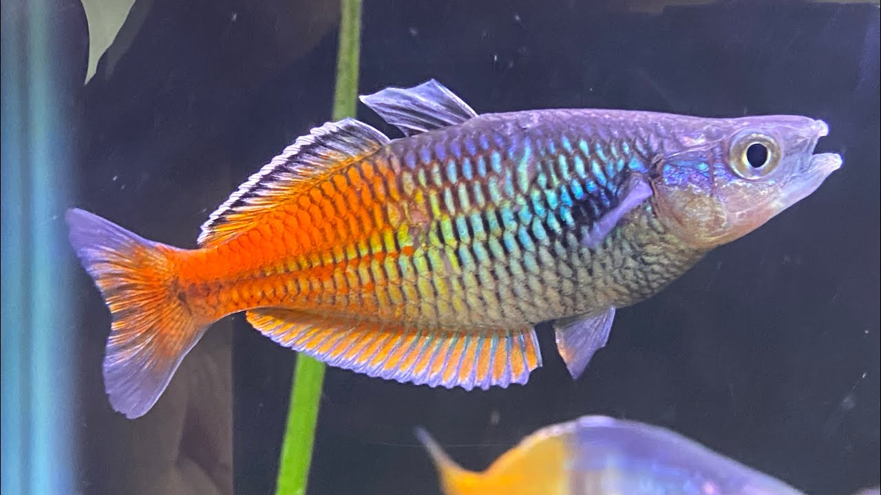 Melanotaenia boesemani aka Boeseman’s rainbowfish - YouTube