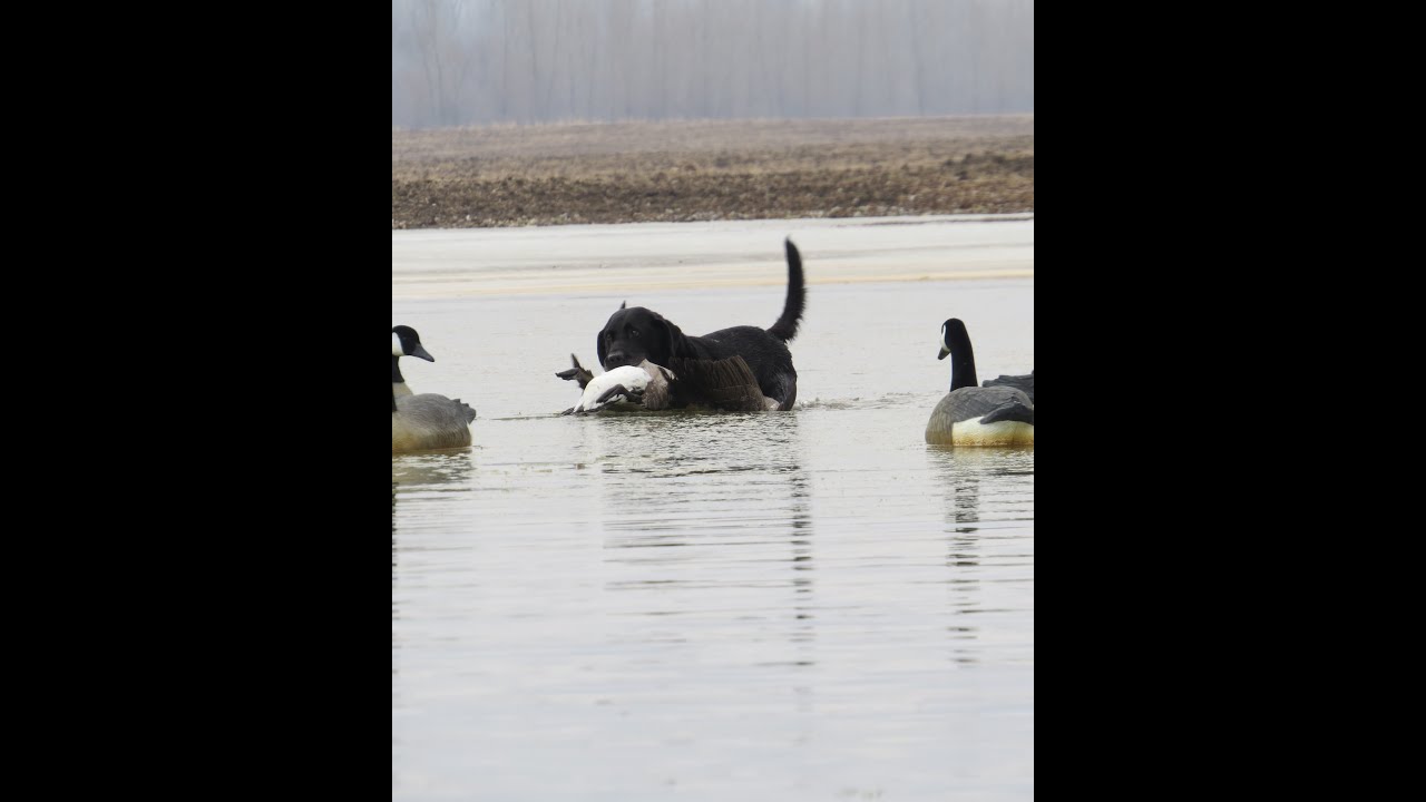 Goose Hunting Trip Day 3 (4 MAN LIMIT!!) - YouTube