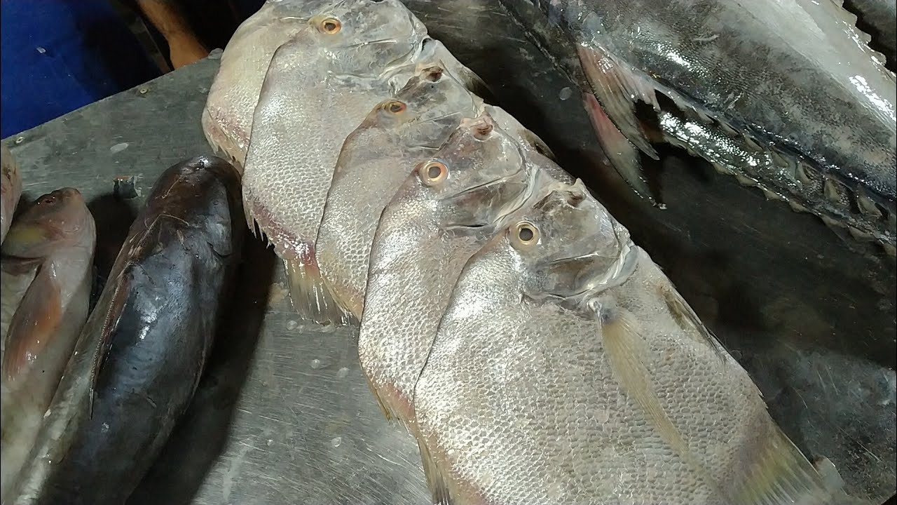 Fish Cutting skill |Kala Rao Fish|fresh fish Street food rawalpindi ...