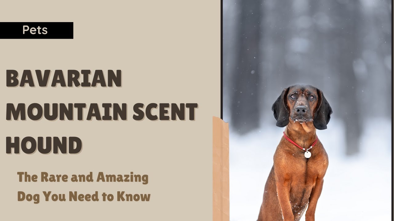 Bavarian Mountain Scent Hound: The Rare and Amazing Dog You Need to ...