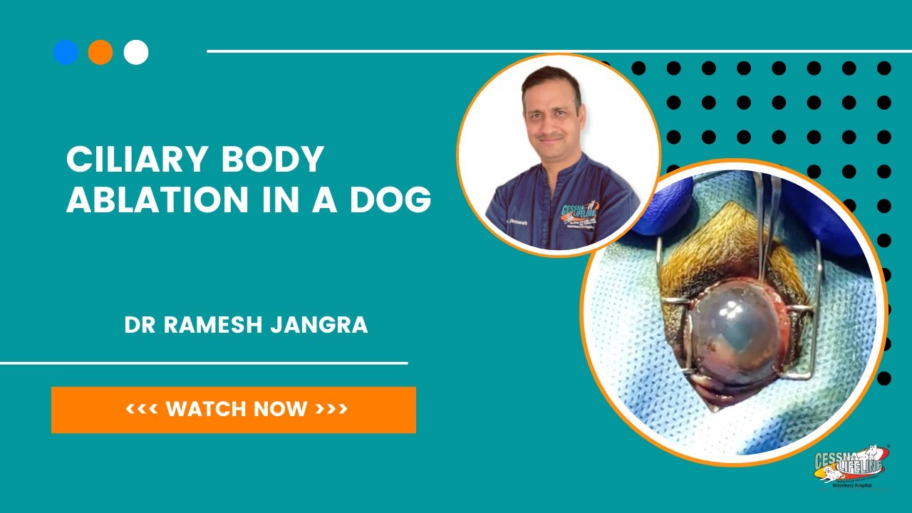 Ciliary Body Ablation In A Dog With Dr Ramesh | Cessna Lifeline ...