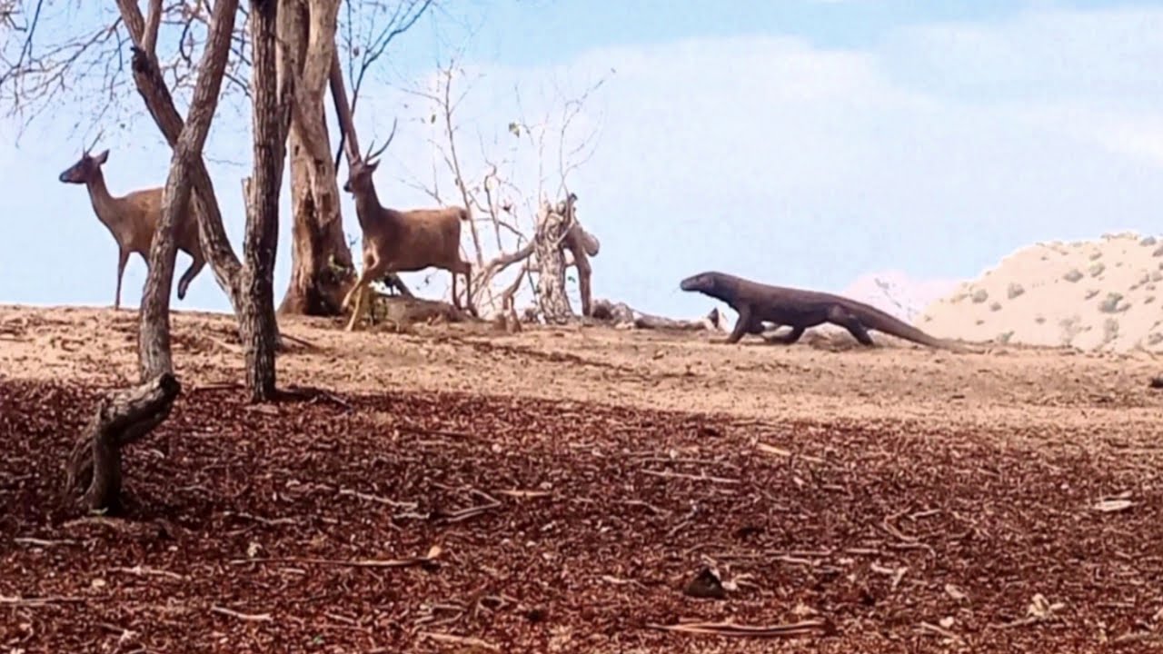New↔️The way komodo dragons hunt animals - YouTube