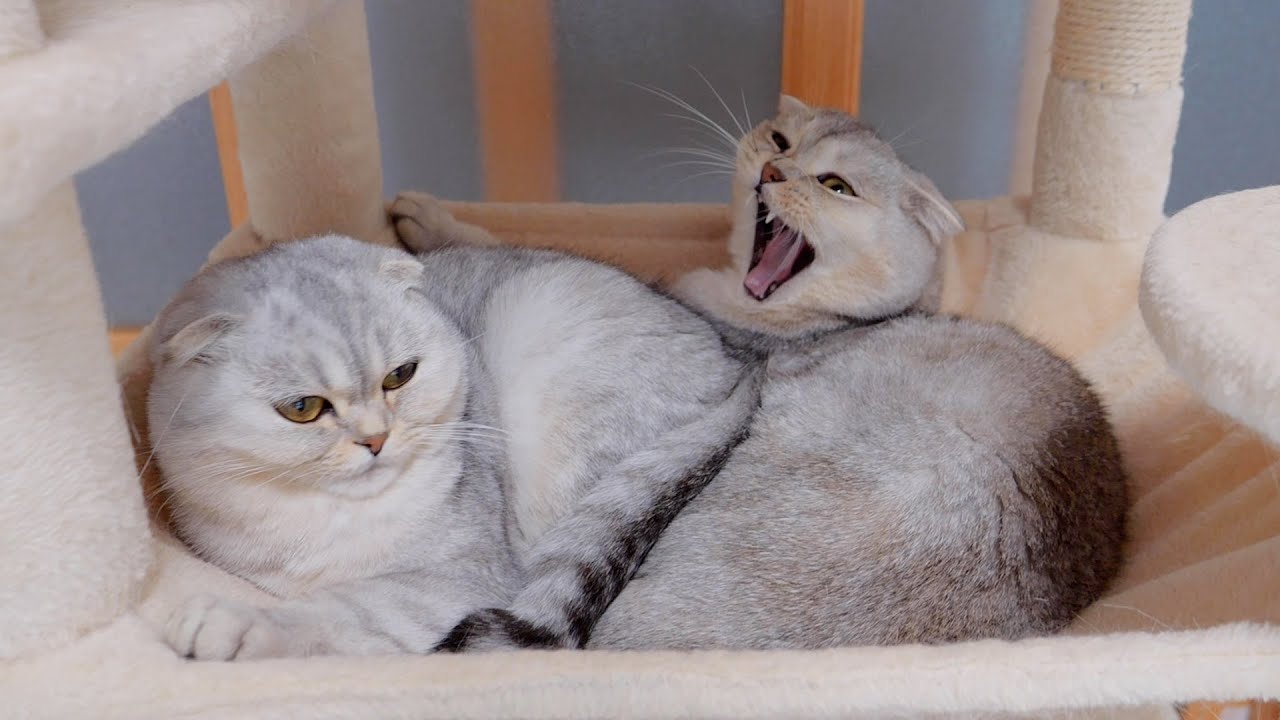 The kitten's reaction when I pounced on him during his nap time was too ...