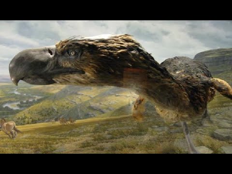 Terör Kuşları Hayvan Belgeseli Phorusrhacidae Türkçe Dublaj