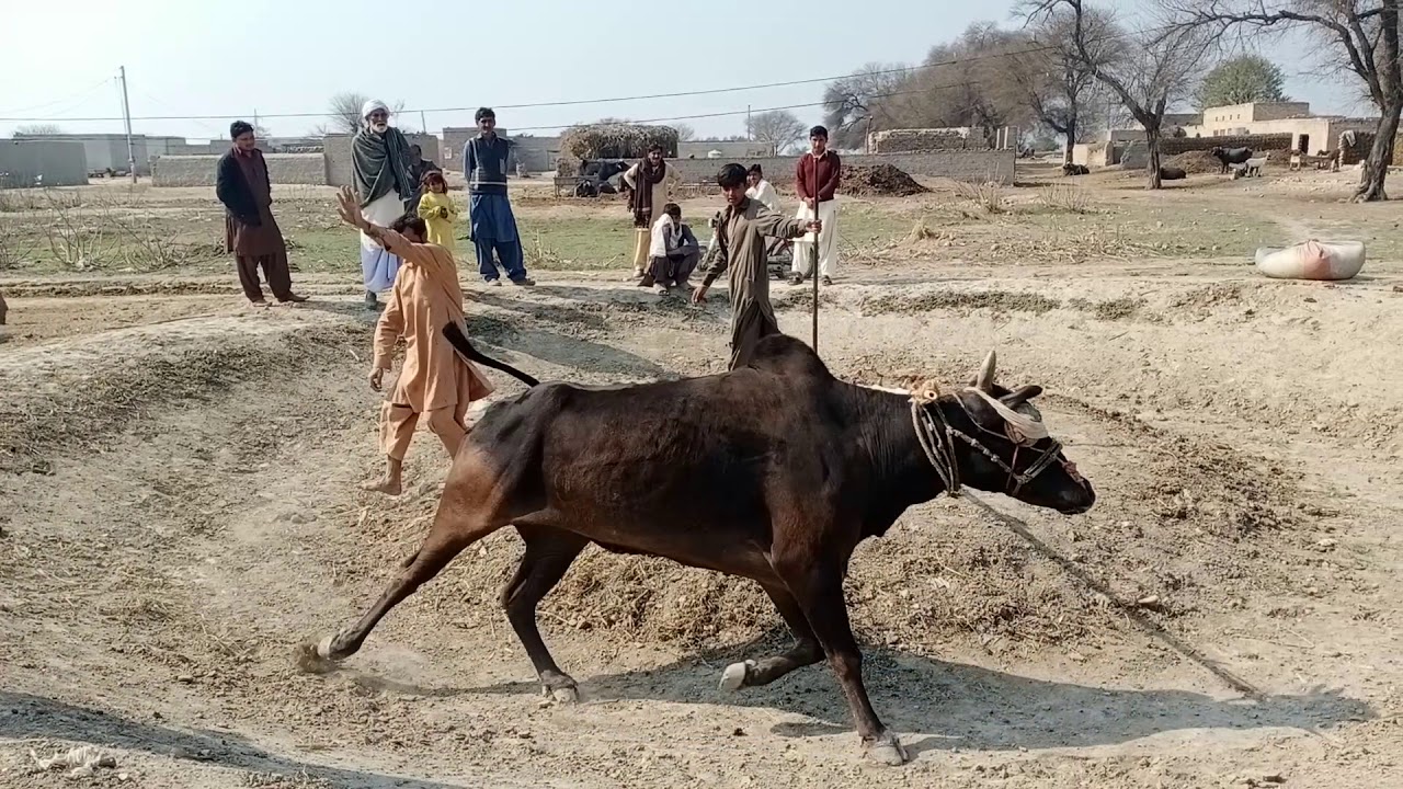 Watch Bull Race In Pakistan Video Fateh 25_1_2020 on YouTube - YouTube