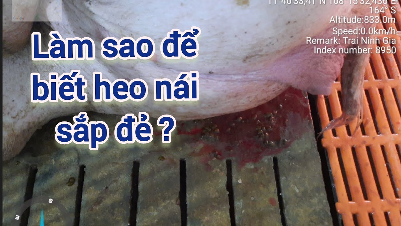 Dấu hiệu nhận biết heo nái sắp đẻ | The signs of farrowing - YouTube