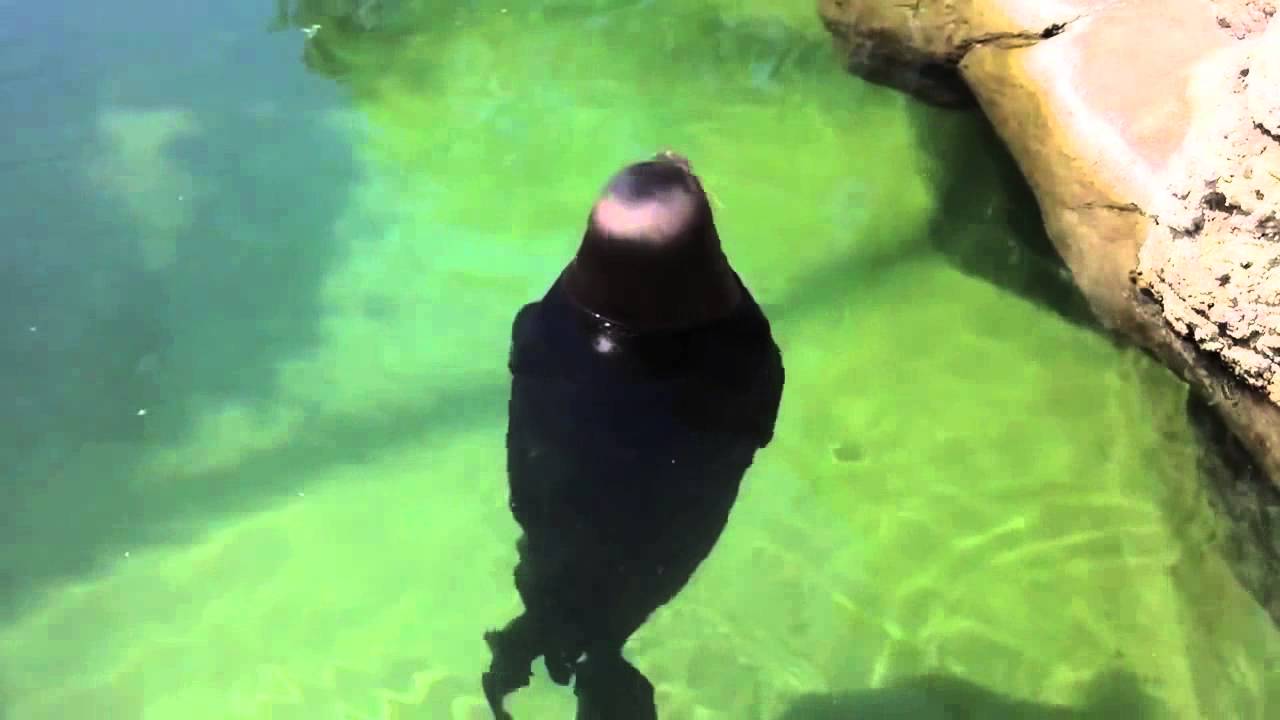 Spinning Seal - 10 Minute Zen Dance - YouTube