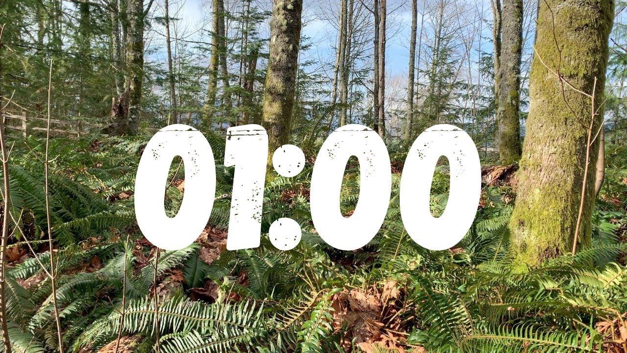 1 Minute Timer with Windy Forest Sounds | Forest Ambiance | Fern Forest - YouTube