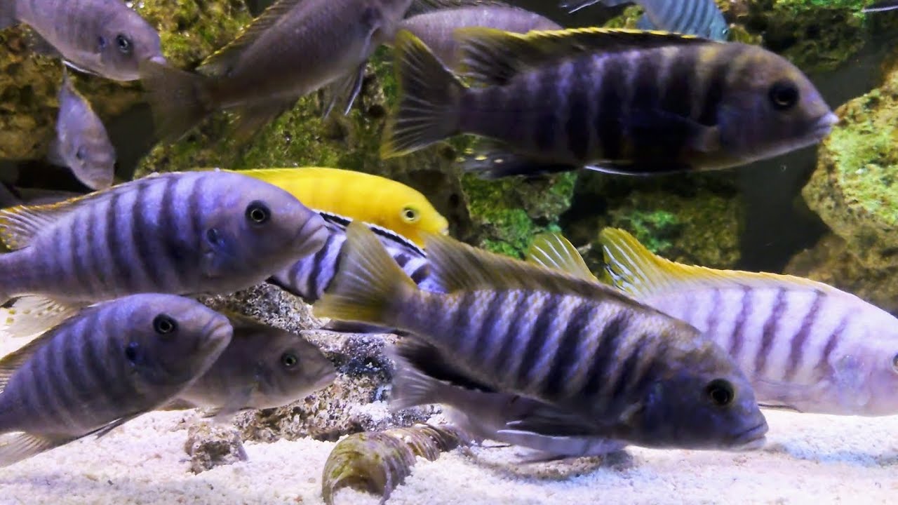 Beautiful Malawi Mbuna Tank | African Cichlids Rock Setup - YouTube