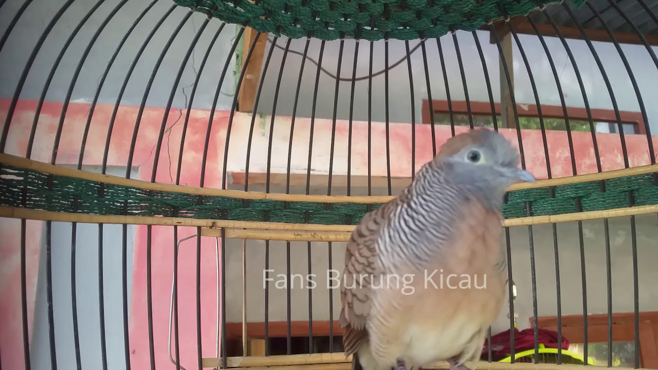 Perkutut LOKAL Suara besar Bikin Perkutut yang Lain Langsung Ikut BUNYI ...