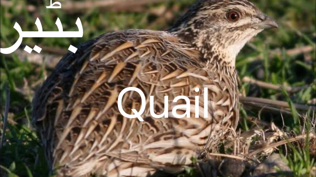 Quail as pets | batair - YouTube