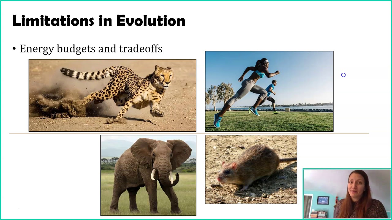 What Evolution Is Not - YouTube