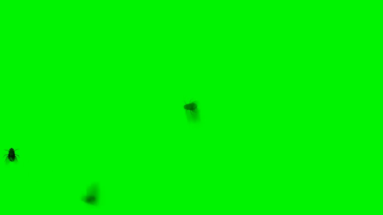 Fly Animation Green Screen - YouTube