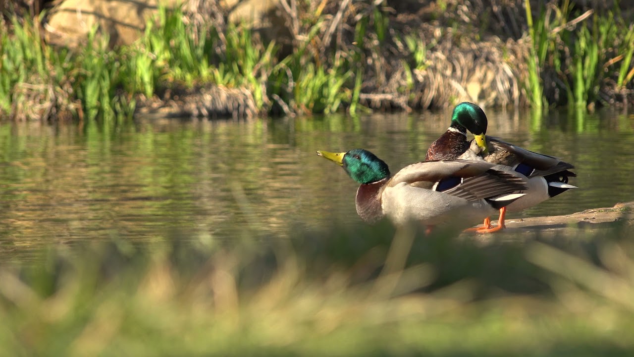 Hermosos patos nadando - YouTube