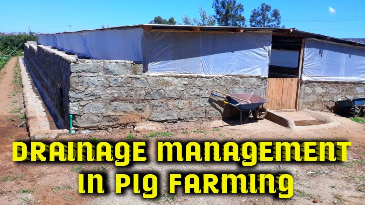 DRAINAGE MANAGEMENT || MUTHONI THE PIG FARMER - YouTube