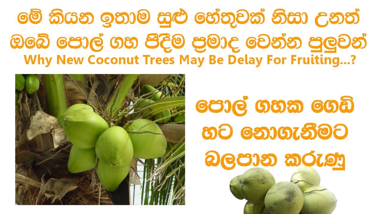 ඔබේ පොල් ගහ තවම පීදුනේ නැද්ද | How To Make A Fruitful Coconut Tree ...