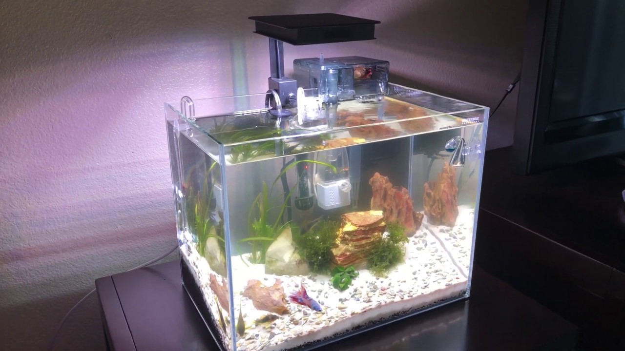 Planted Nano tank setup. - YouTube