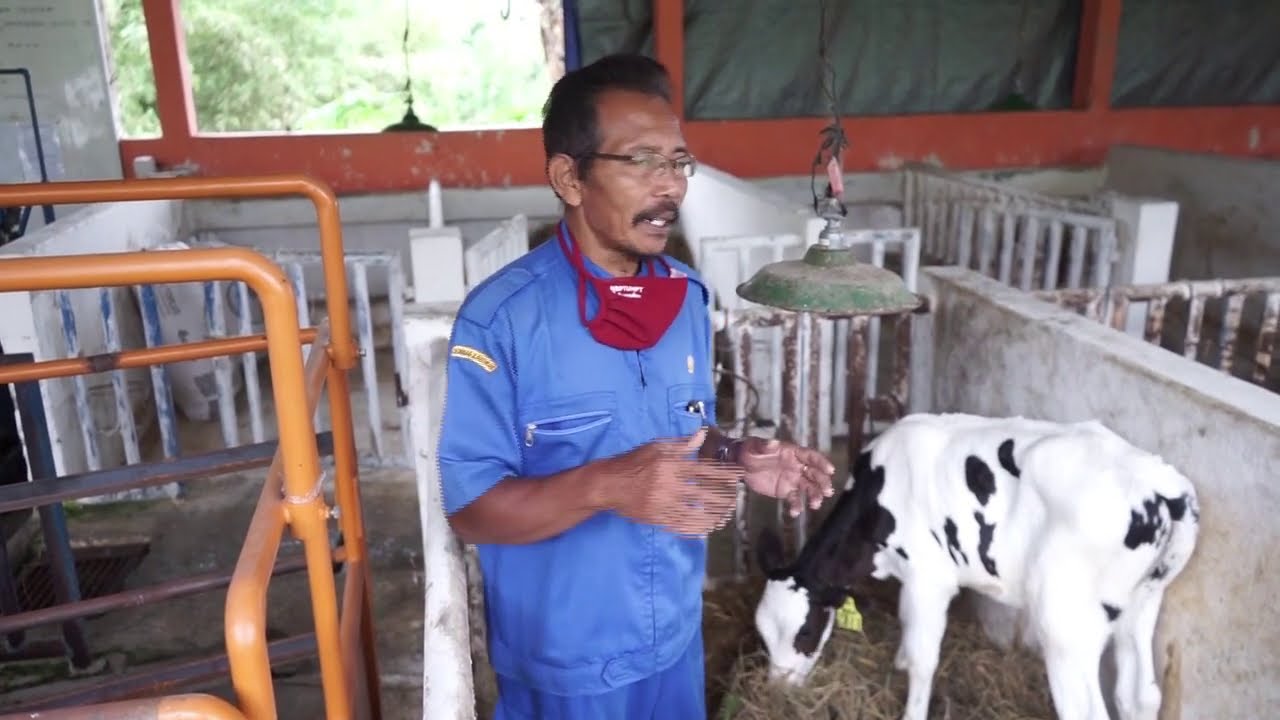 Terapkan Manajemen Pakan Pedet Sapi Perah - YouTube