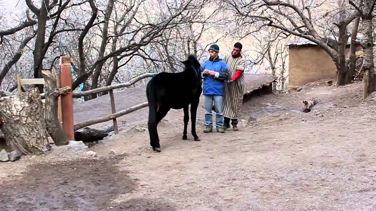 Kasbah Mules - A fear of the mule - YouTube