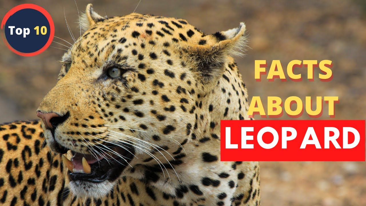 10 Leopard Facts - YouTube