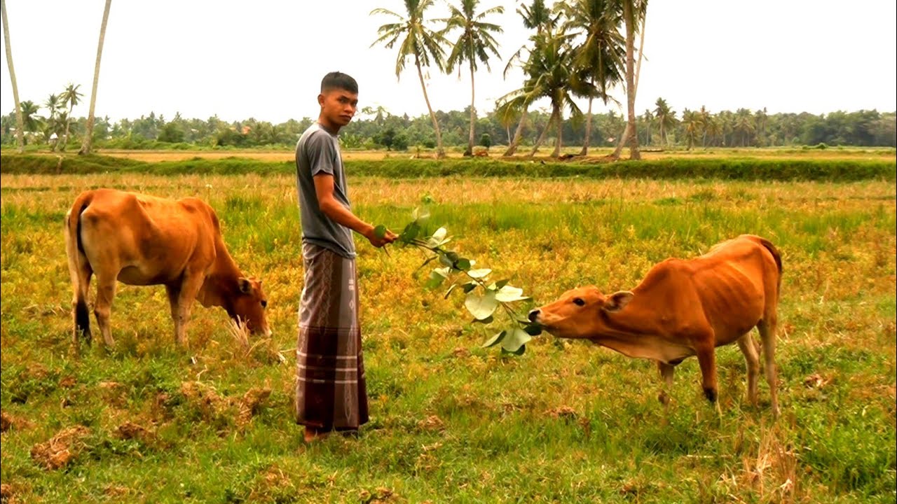Feeding Cows Who Are Starving In The Fields || While Waiting to Become ...