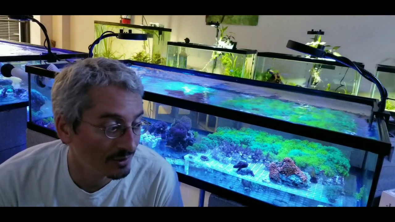 Small coral farm - YouTube