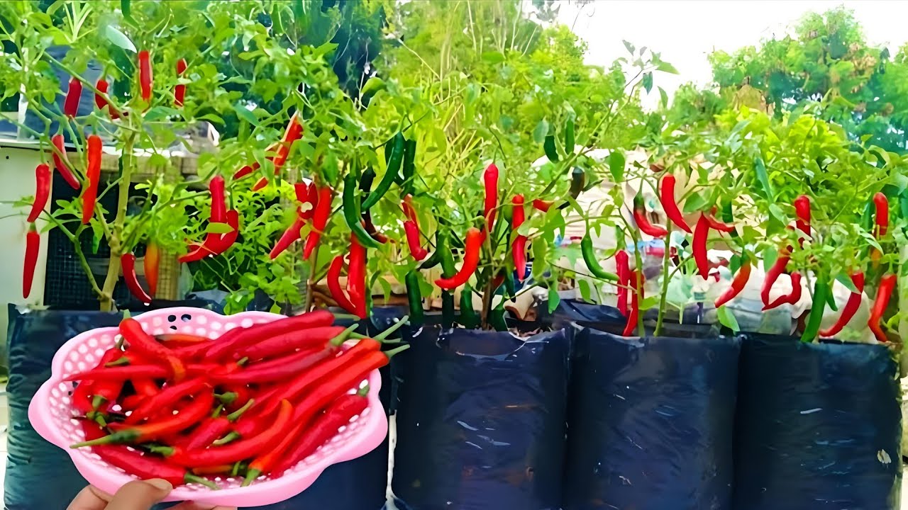 cara menanam cabai merah besar di polybag dari semai hingga panen - YouTube