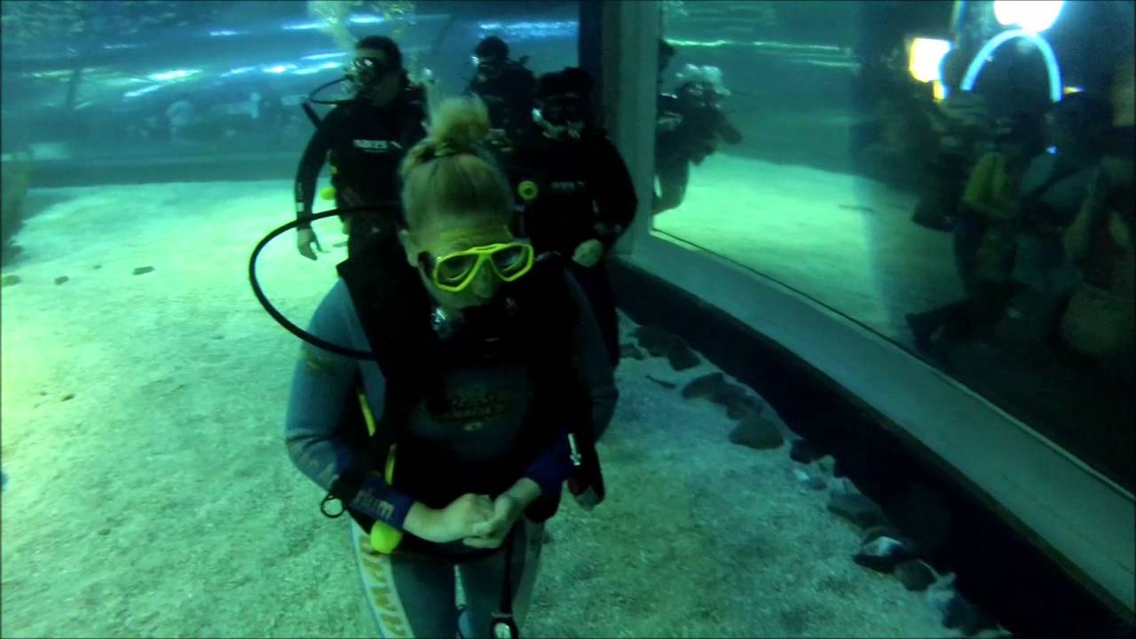 Shark Diving in Busan Aquarium - YouTube