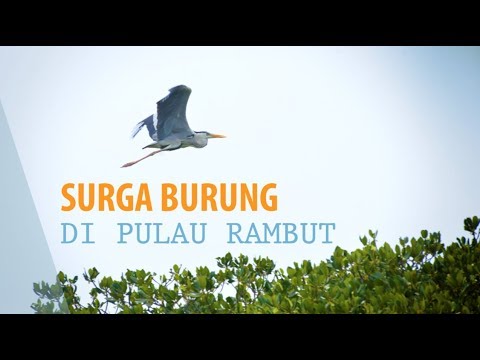 Menelusuri Pulau Rambut, Surga Burung di Utara Ibu Kota - YouTube
