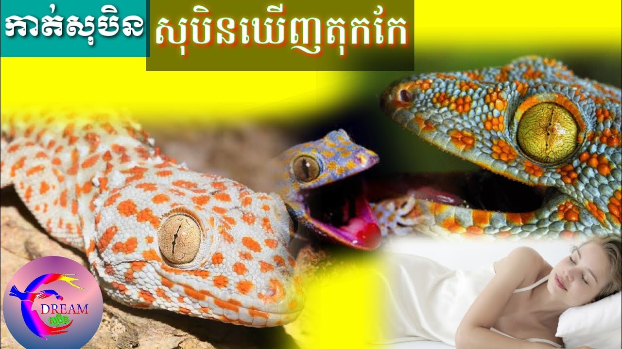 សុបិន ឃើញ តុកកែ-Dreaming of a gecko - YouTube