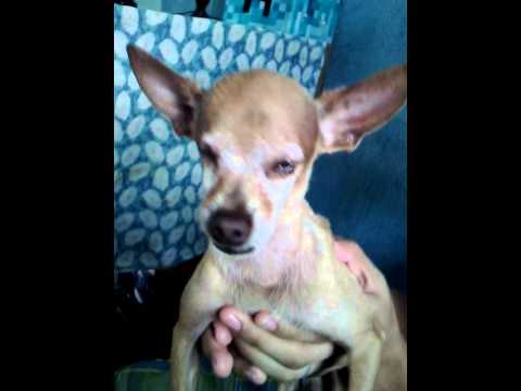 Perro cholo de cholos - YouTube