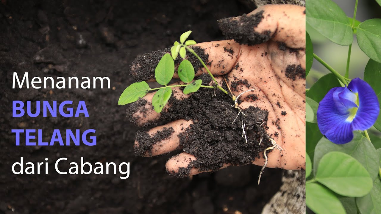 Menanam bunga telang dari batang atau potongan cabang - YouTube