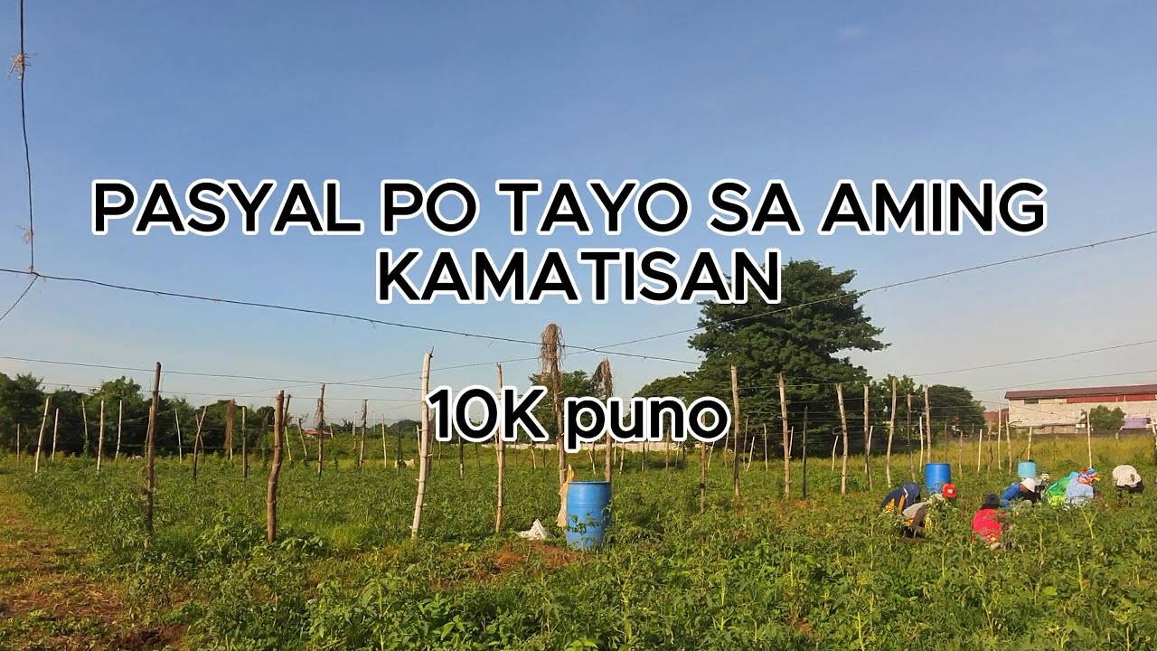 SAMPONG LIBONG PUNO NG KAMATIS - YouTube