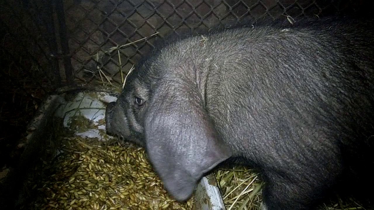 Čínske přikuklene prase - YouTube