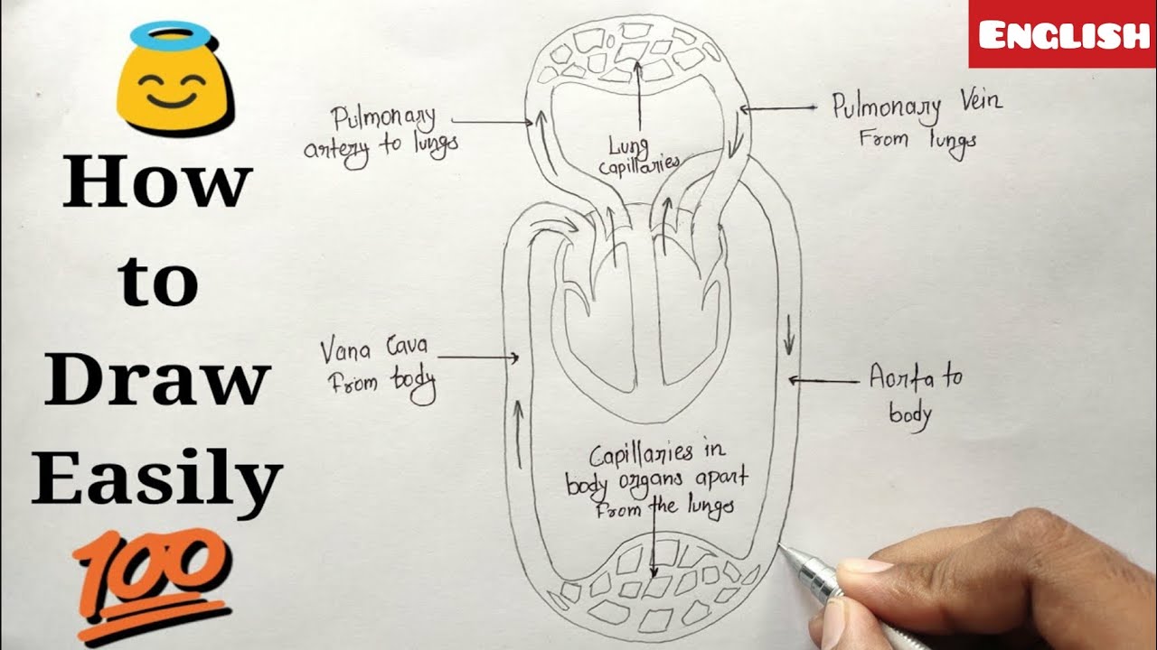 How To Draw Double Circulation ! - YouTube