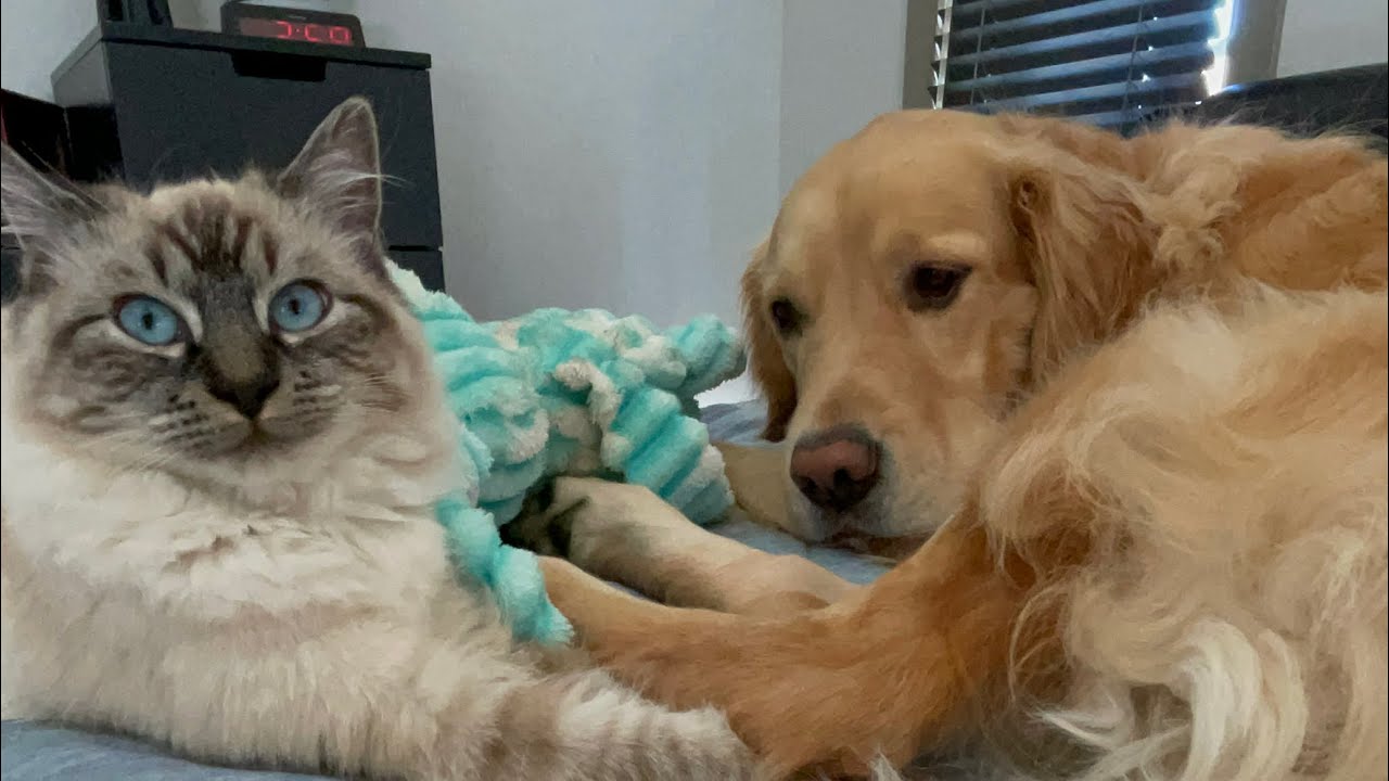 Cuteness overload😻 - YouTube