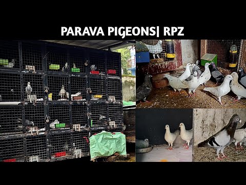 PARAVA PIGEONS | PIGEON GROWING DIFFICULTIES I FACED - YouTube