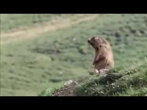 Alan,Alan, Alan, Alan, Alan, Ow, Ow, Steve, Steve, Steve   Hey, Hey, Hey