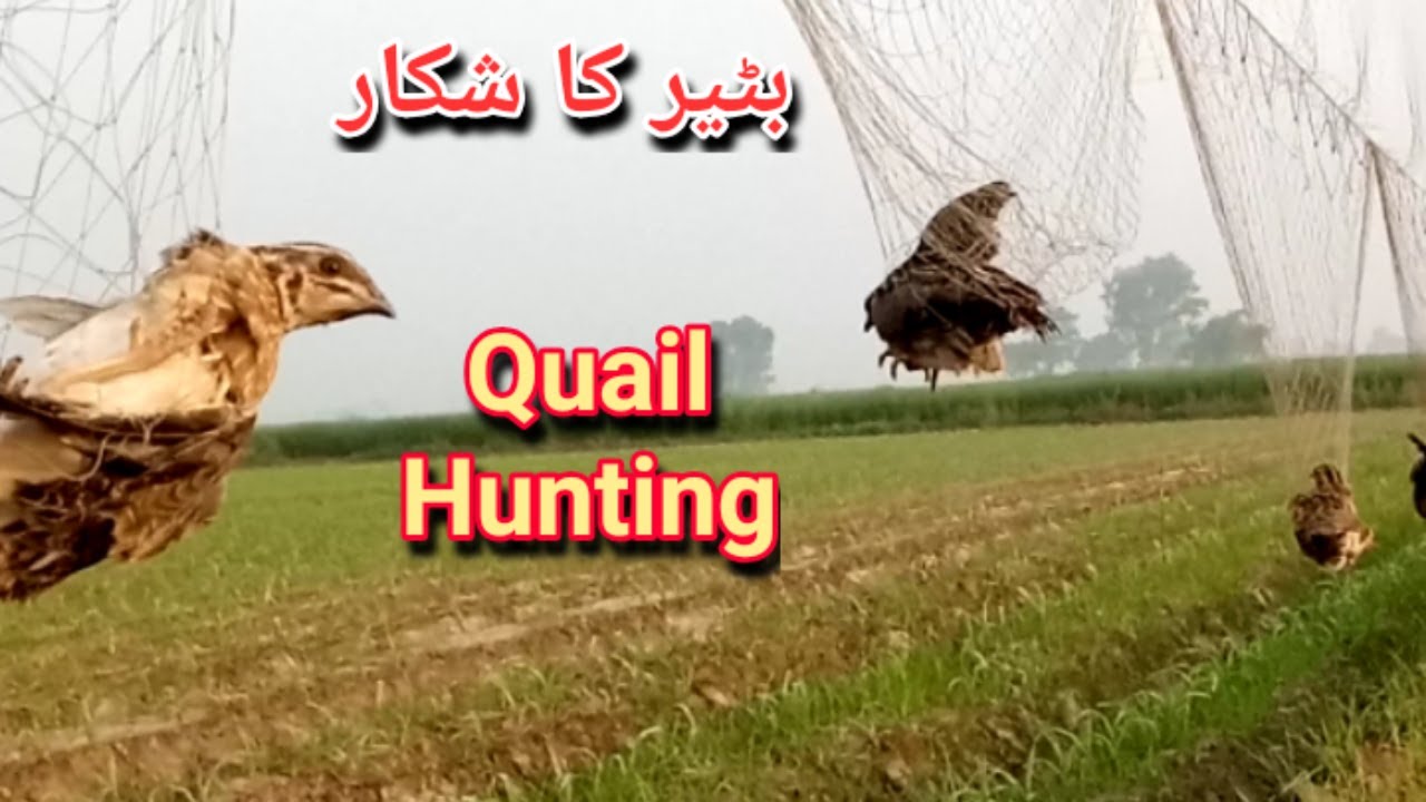 Quail hunt in pakistan - YouTube