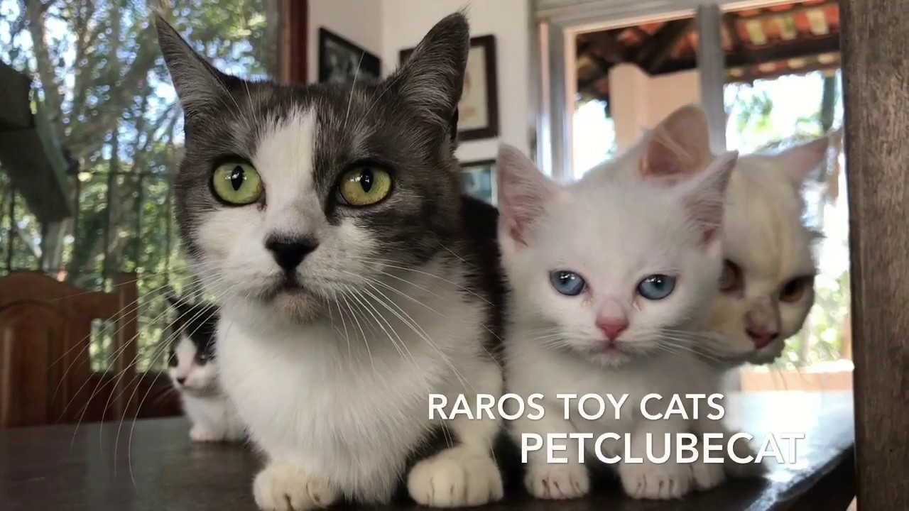 Mini Gato Munchkin Gatos Pata Curta Raros Toy Cat Petclube Cattery ...