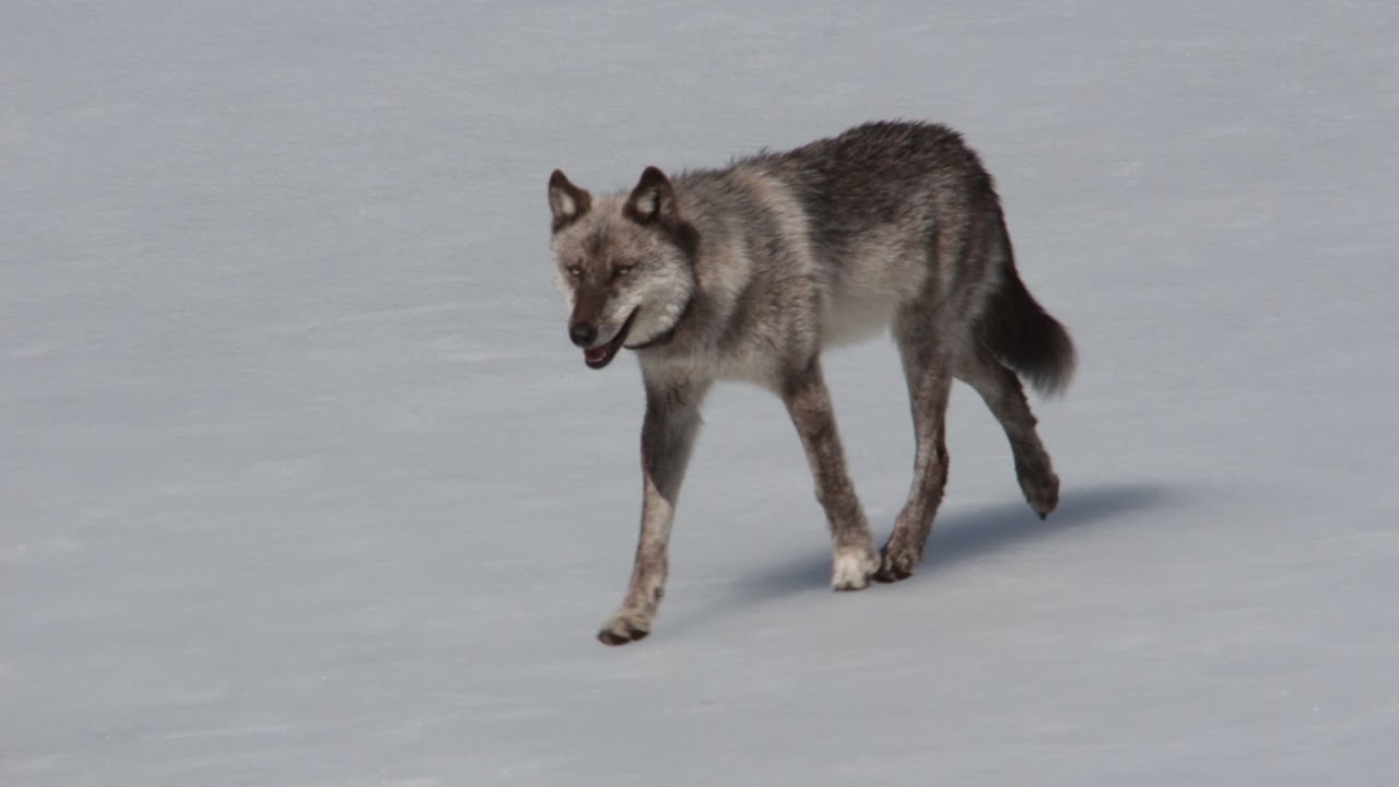 Yellowstone Devil Dog Full Documentary YouTube yellowstone-devil-dog-full-documentary-youtube
